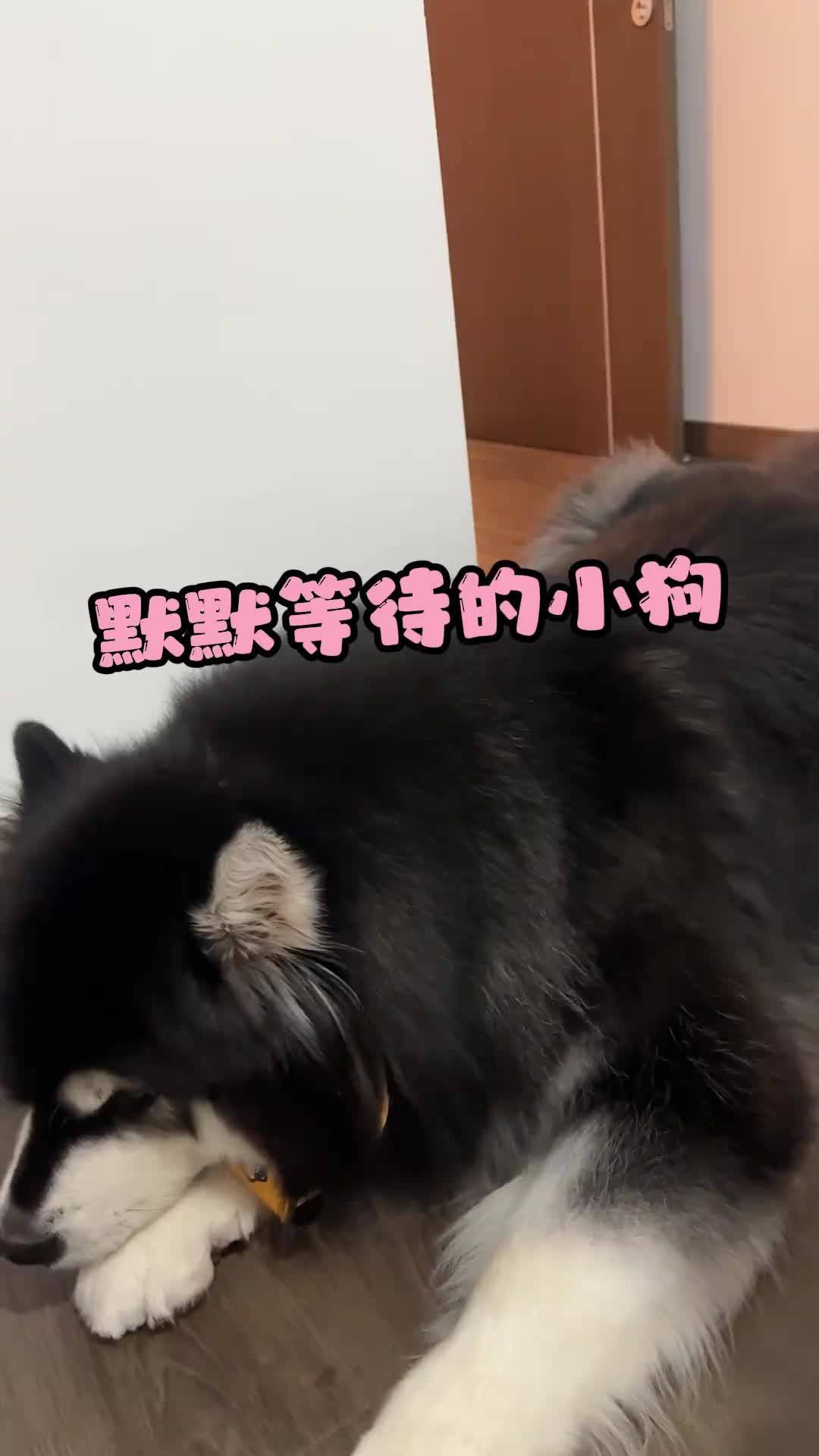 60.零帧起手,给修狗骗的团团转~ #狗狗的心思都写在脸上了