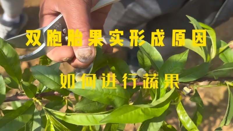 双胞胎早熟品种果实形成的原因及应对措施