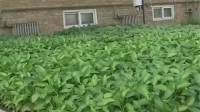 大棚种植甜椒,掌握好以下要点开花期管理很轻松,不妨一看