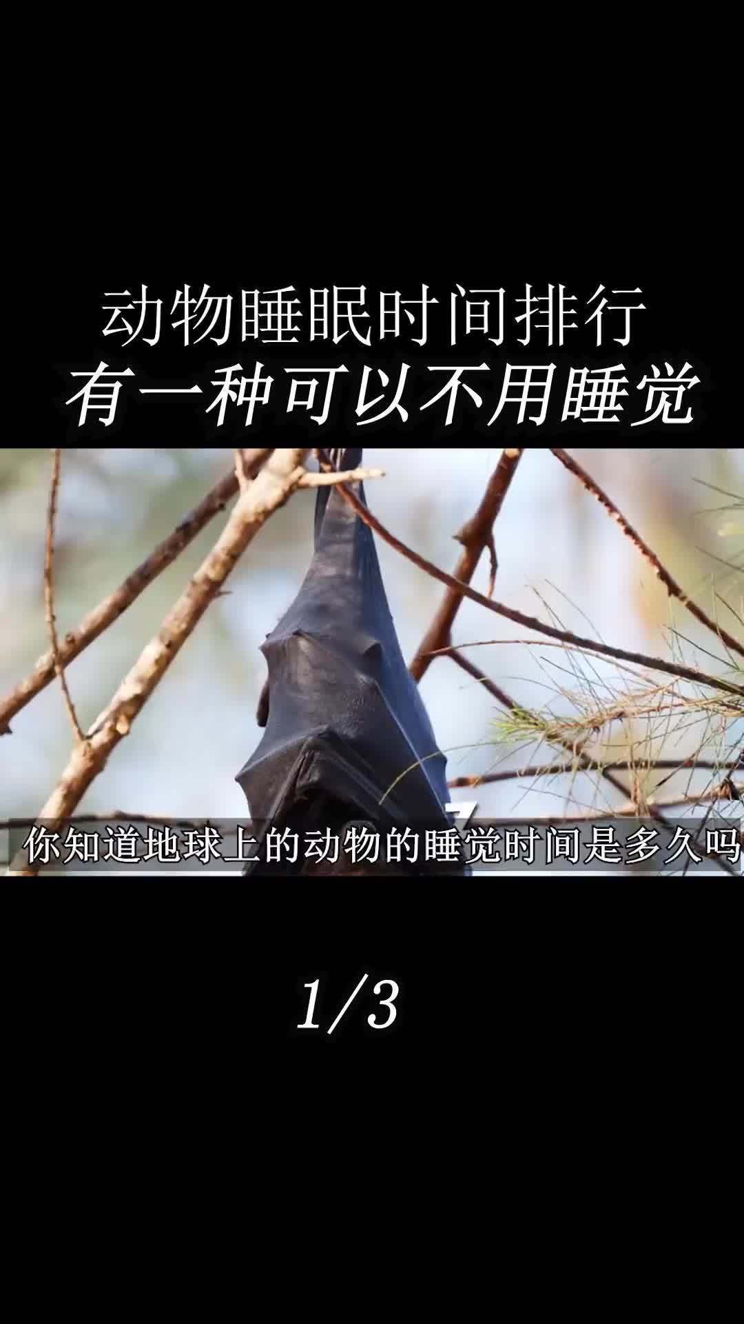 你了解动物的睡眠时间有多长吗?