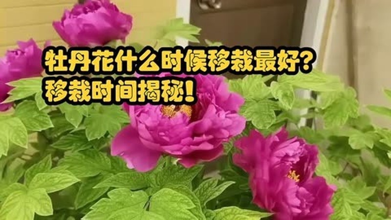 牡丹花什么时候移栽最好移栽时间揭秘!