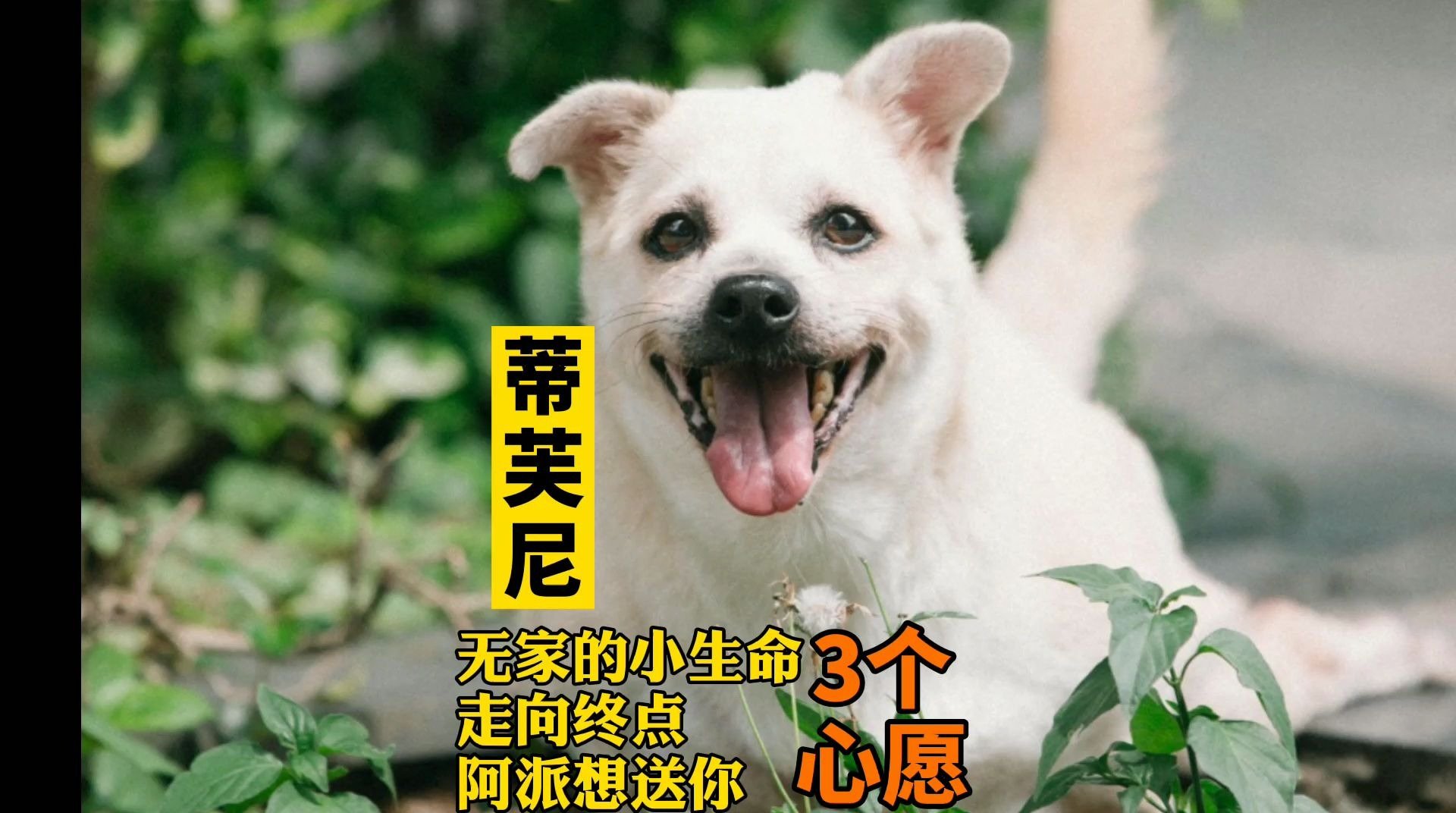 ...在老年流浪狗下体炸开 倒计时前能不能让它起码能在人生画上完美句号