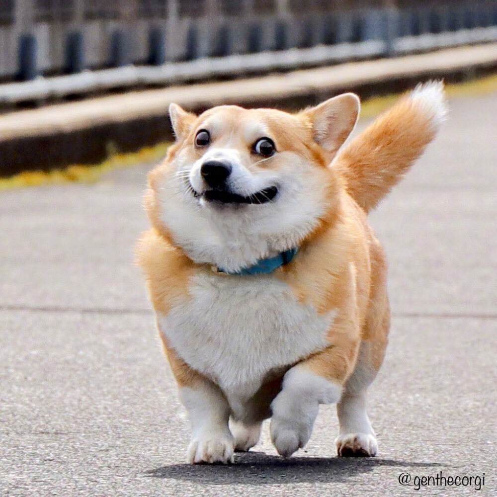 狗狗治病 