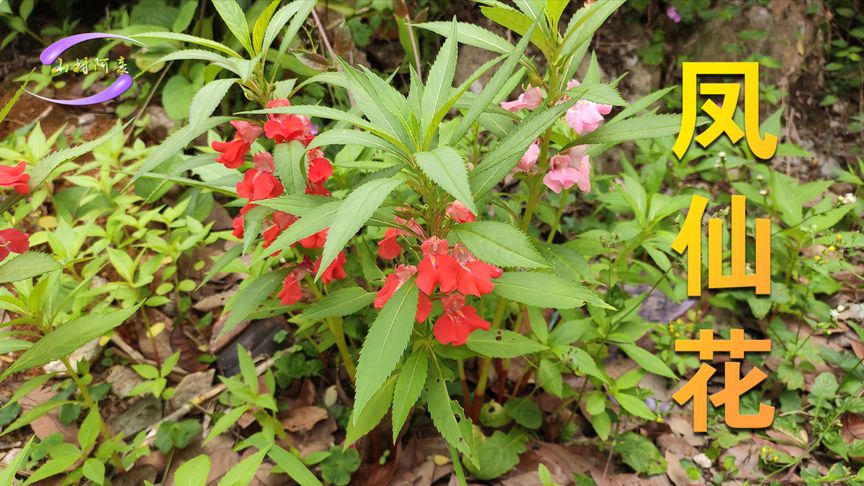 很漂亮的盆栽花卉 凤仙花竟有这些神奇用途 指甲花的功效 可美甲