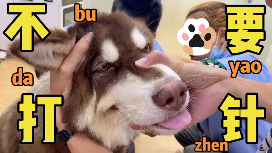 狗狗背部竟然持续流脓,只能上医院清创,五个人都抓不住狗狗