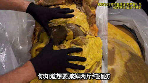 科学:你知道肥胖的人想要减掉两斤肥肉要耗费多长时间吗?