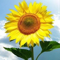 向日葵花开向阳而生 