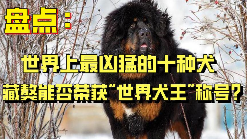 最凶猛的犬种十大排行,个个凶悍无比,藏獒算得上是世界犬王吗?