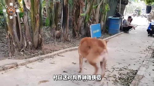 狗狗当众撒狗粮!单身狗悲鸣:我还能活吗?