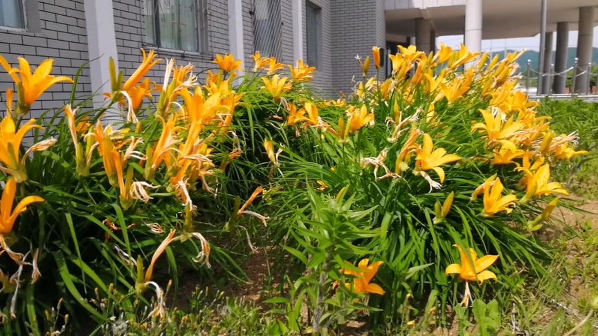 劳动实践,让校园更美!