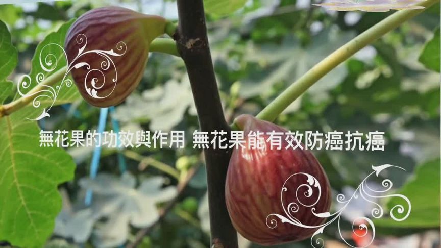无花果的功效竟如此厉害,好多人不知道!值得收藏