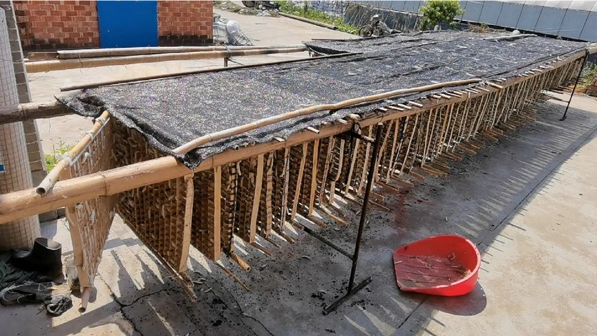 昨天上在方格簇上的蚕宝宝有好多已经开始做茧子了