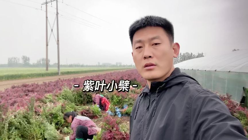 紫叶小檗#绿篱#紫叶小檗种植基地 #苗木种植基地 #苗木供应