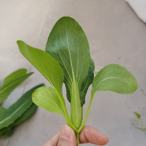 阳台种菜小白 