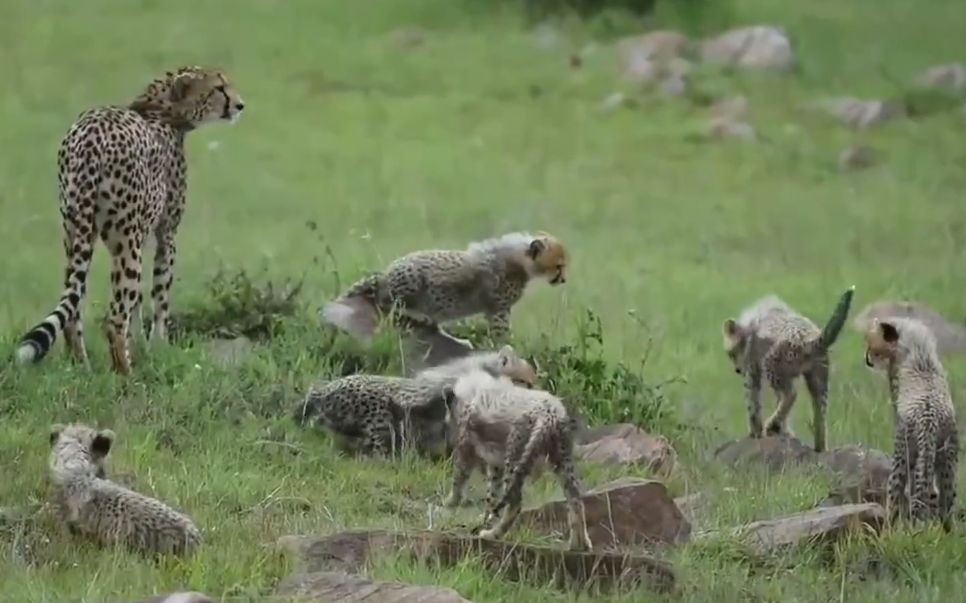 一个了不起的猎豹妈妈,养育了7只幼崽