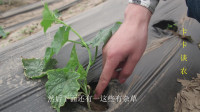 卡卡去田间丝瓜地里,给我们讲解丝瓜的生长习性