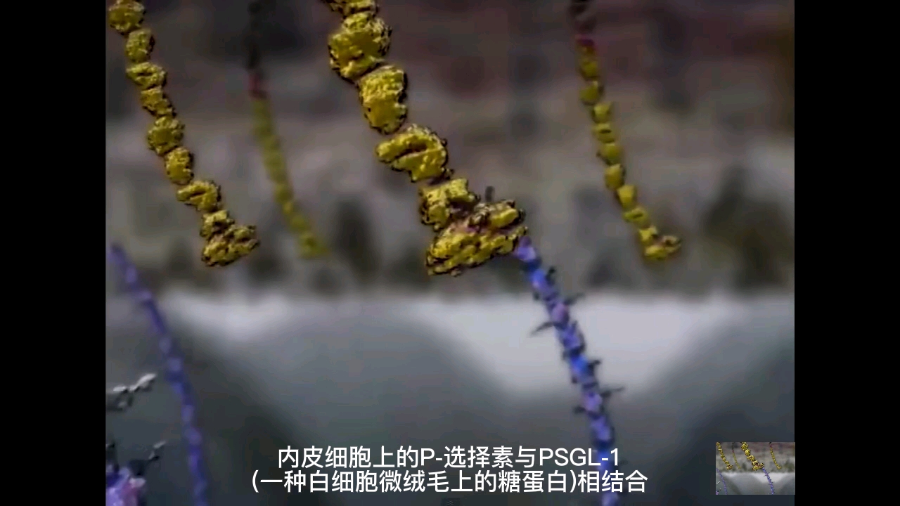 【720P有字幕】The Inner Life of the Cell - 细胞中的生命进程