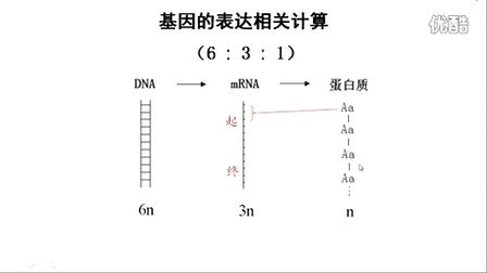 高中生物微课:基因的表达相关计算