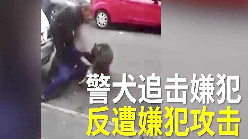 人咬狗!警犬追击嫌犯,反遭嫌犯咬重伤