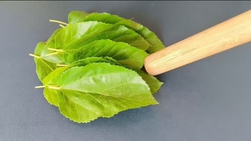把桑叶捣碎,作用真厉害,解决很多人的烦恼,既省钱又实用!
