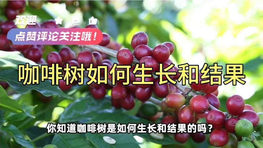 咖啡树如何生长和结果