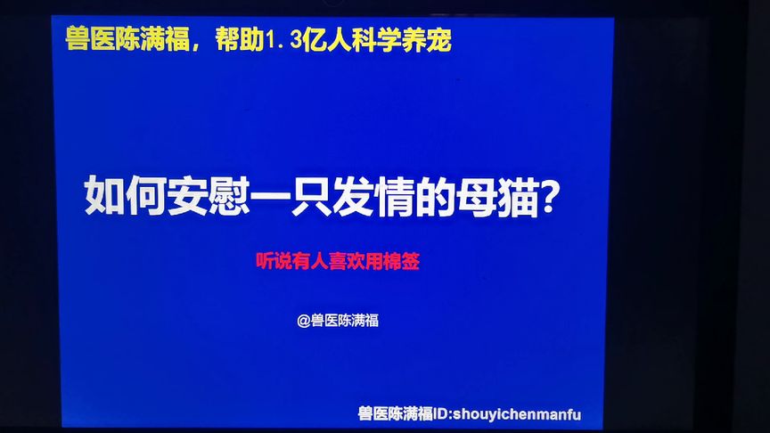 20200805期 兽医陈满福告诉你如何安慰一只发情的母猫?棉签吗?