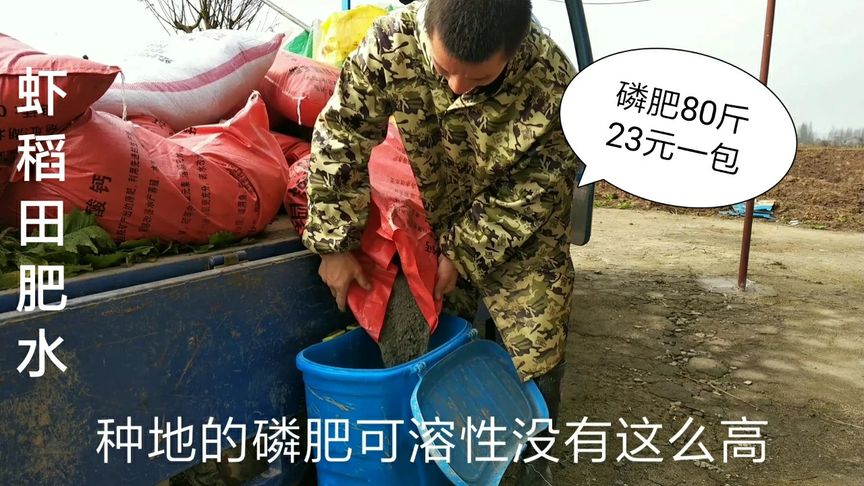 到虾稻田给小龙虾肥水,每亩施磷肥40斤,虾苗伊乐藻长得快