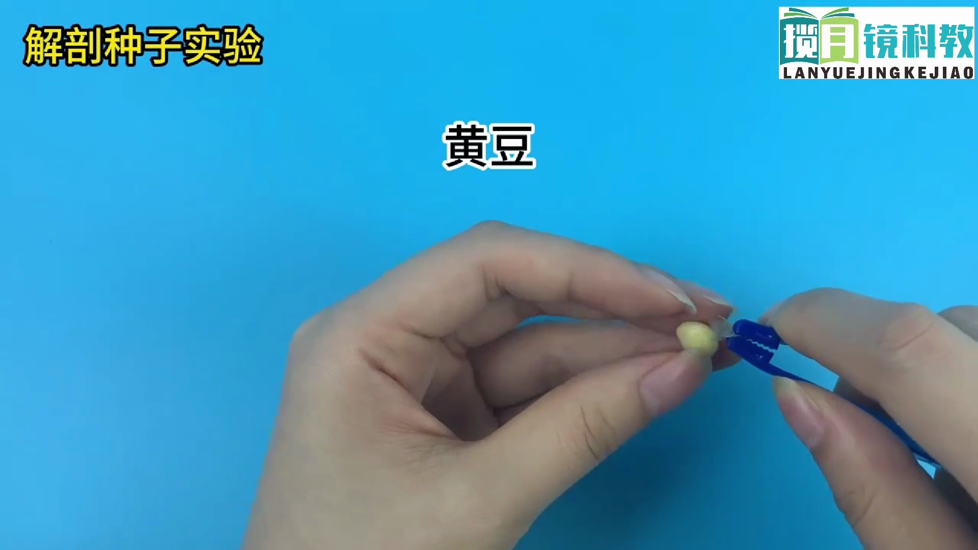 教科版四年级下册【1.1 种子里孕育着新生命】