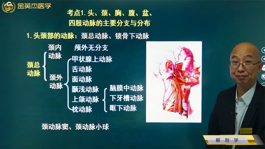 临床解剖学07脉管系统3动脉1头颈部动脉和颈总动脉的构成