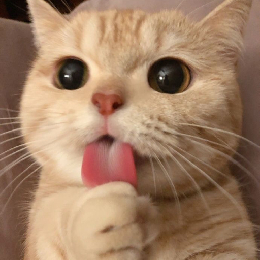 猫扛大刀见鱼就剁 