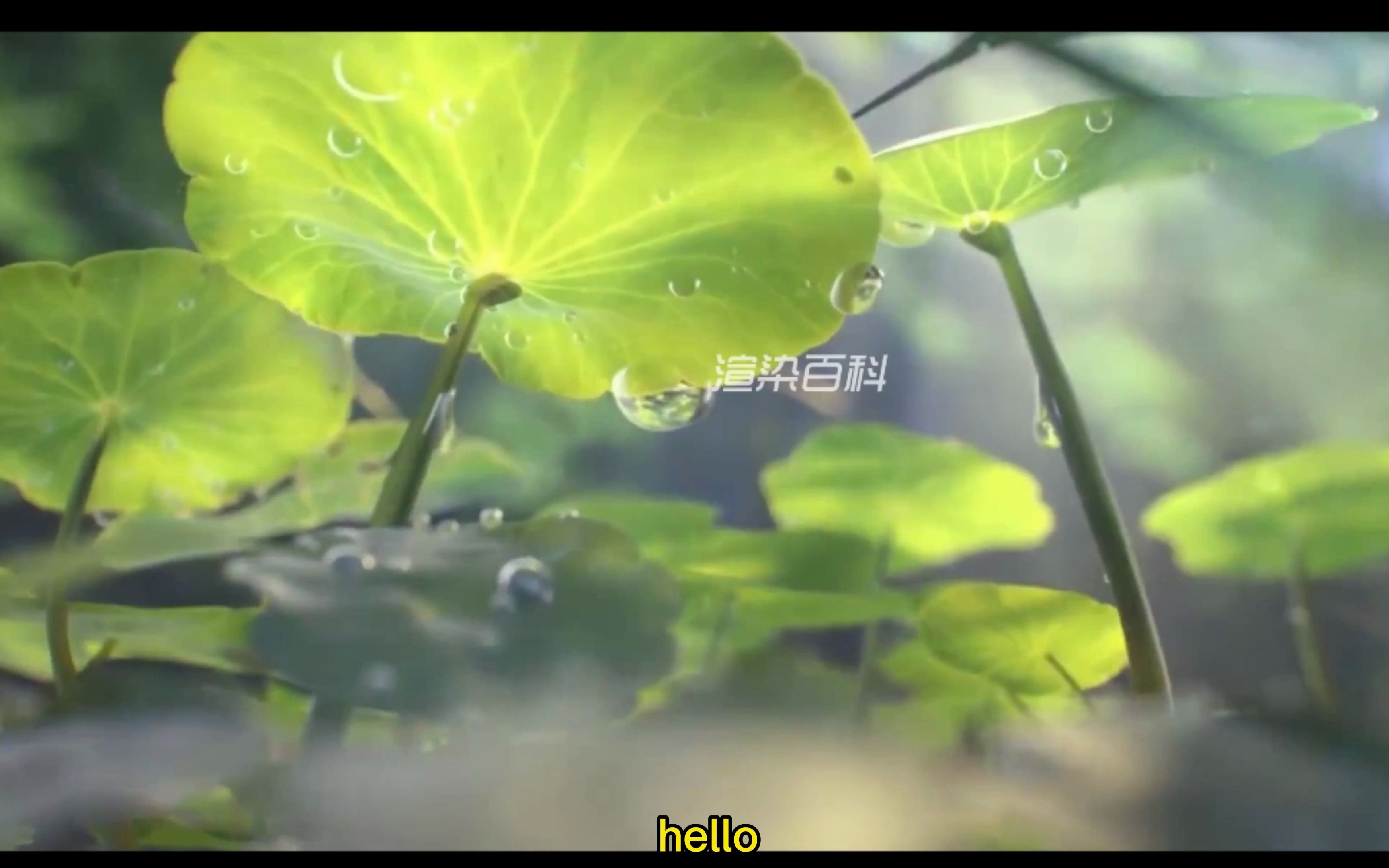 blender动画制作 - 植物生长插件,轻松制作逼真的3D动画效果