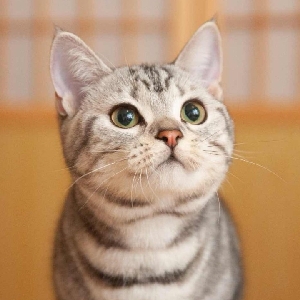 喵士奇Miaowsky 