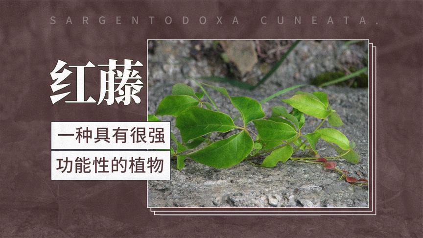 红藤——一种具有很强功能性的植物