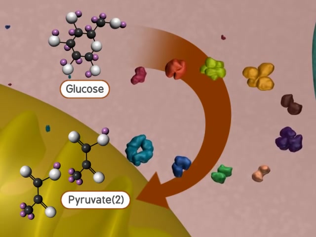 【呼吸作用第一阶段】糖酵解的反应过程