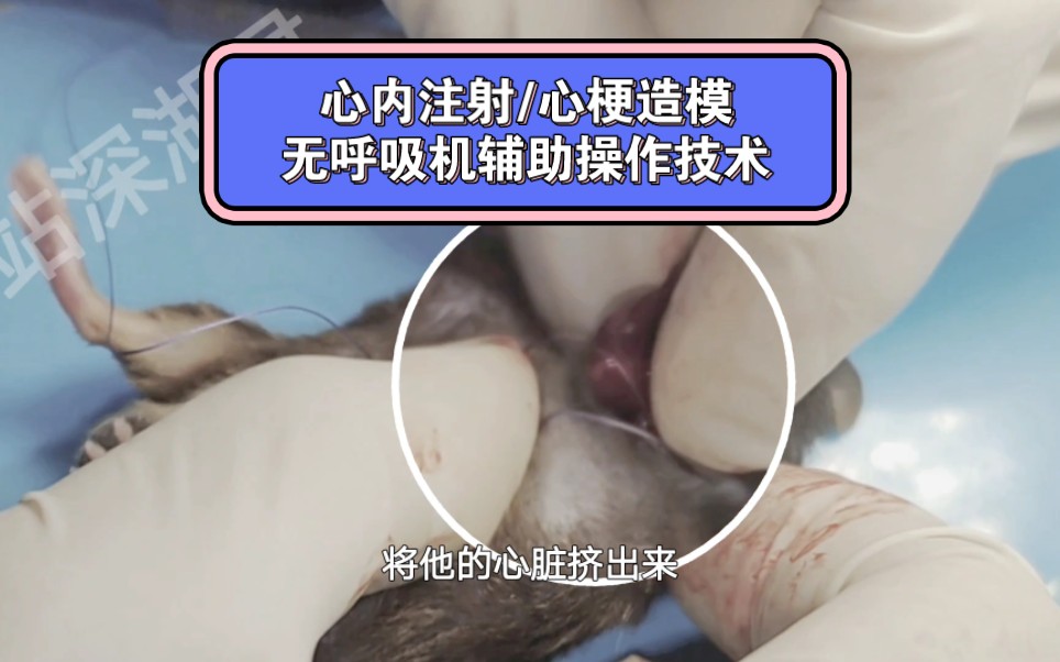 独家:在不依赖呼吸机的情况下构建,小鼠心内注射/心梗造模技术,心得分享