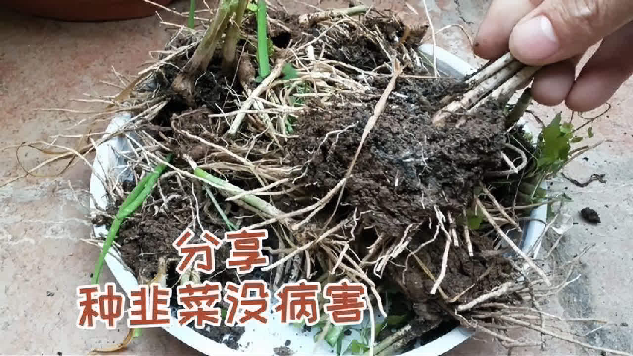 种植韭菜学会这几招,韭菜不长韭蛆虫,而且生根快!