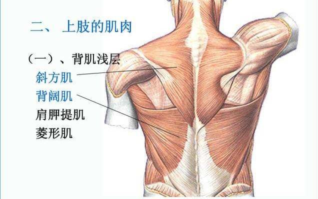 动漫人物结构教程之骨架上的肌肉|漫画基础教程|漫画角色设计教程|二...