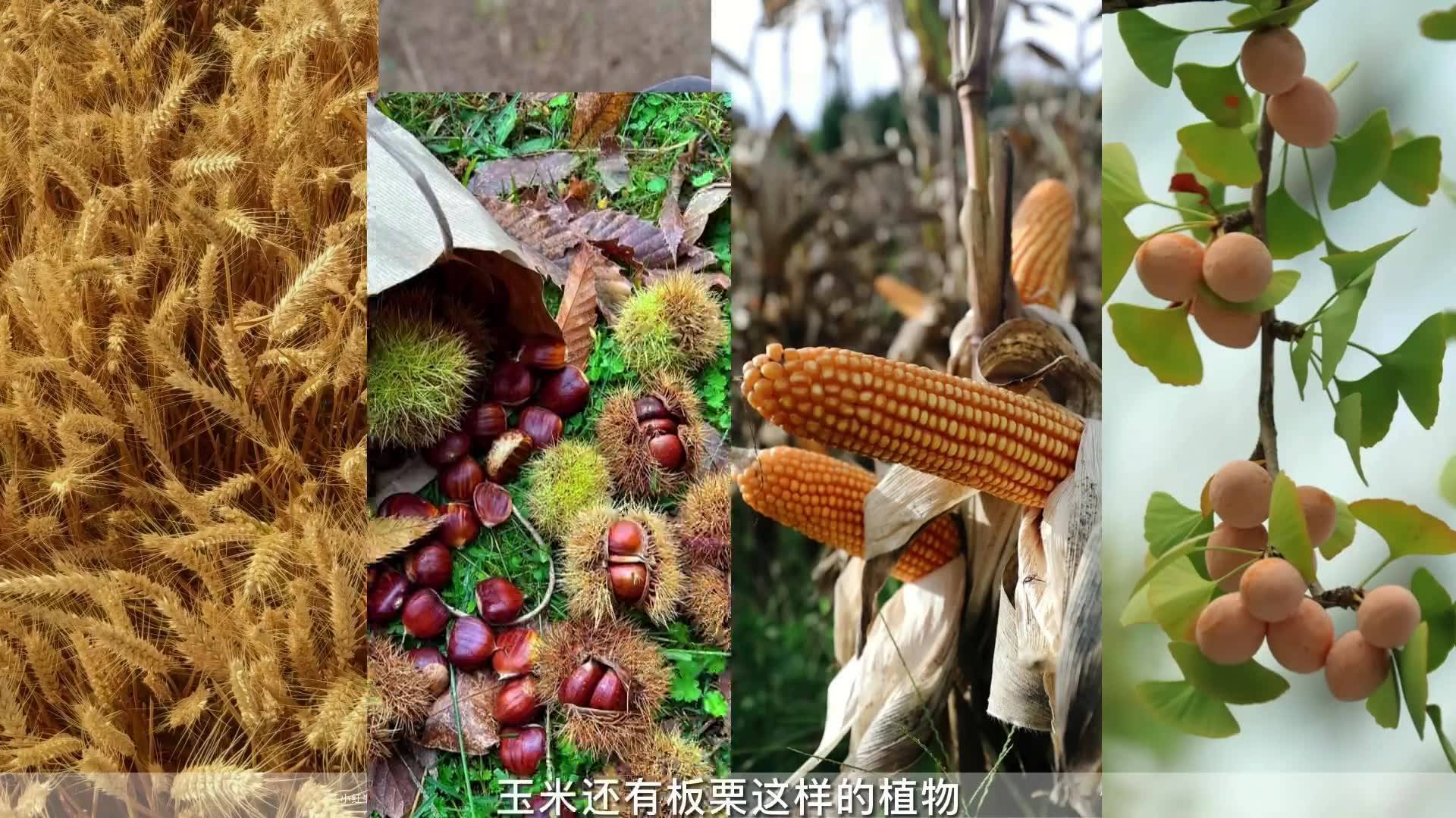 水稻、小麦这样的植物,他们结出的是果实还是种子?
