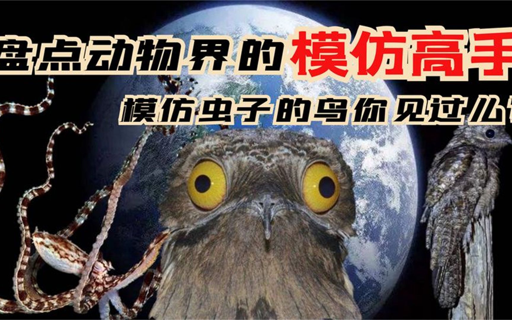 动物界的模仿大师,为了躲避天敌,小鸟假装自己是蛇