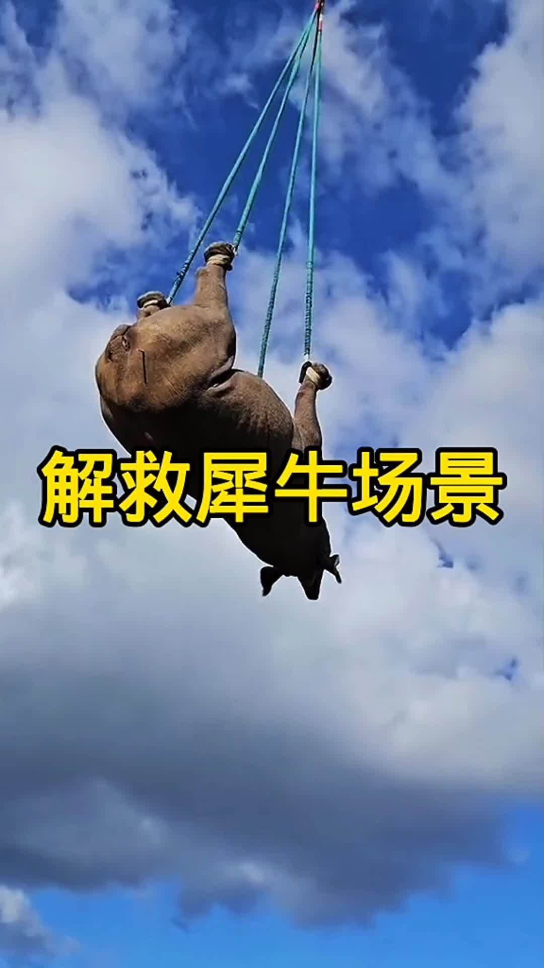 动物保护组织解救犀牛场景…
