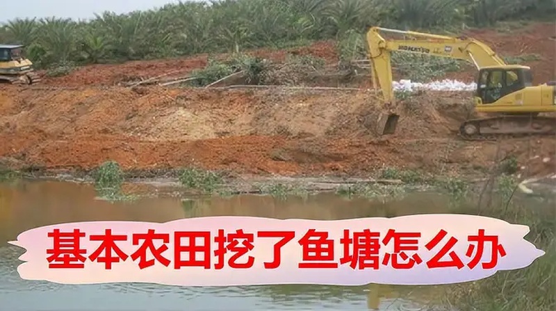 基本农田挖了鱼塘怎么办?土地管理法:禁止占用基本农田挖塘养鱼
