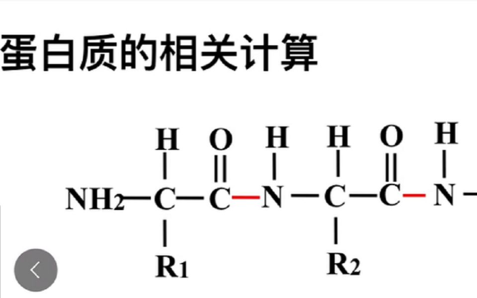 蛋白质的有关计算