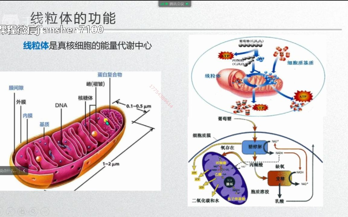 医学科研公开课玮瑜科研线粒体和细胞死亡课题思路介绍及热点方向...