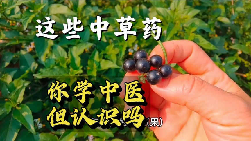 学中医的大神认识草药吗?这几种草药,你们都了解它的功效吗?