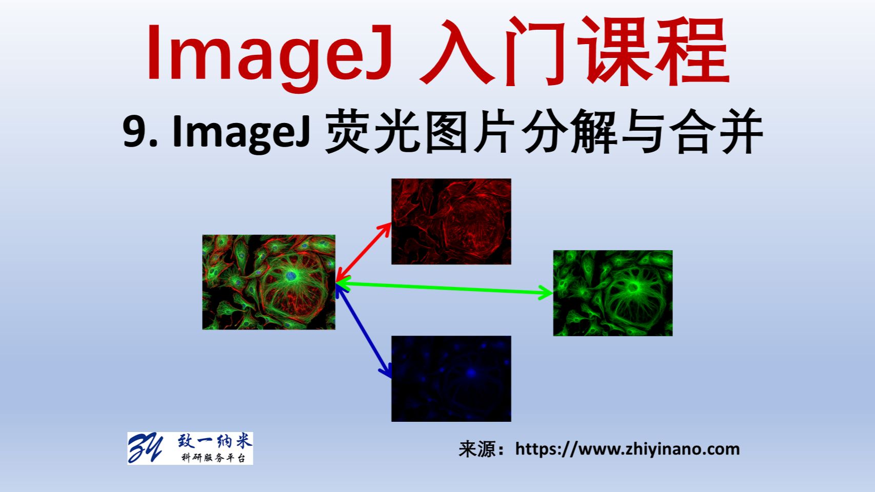 Imagej 荧光图片的分解与合并 软件图像处理
