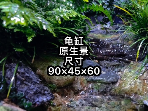龟缸雨林缸原生造景作品