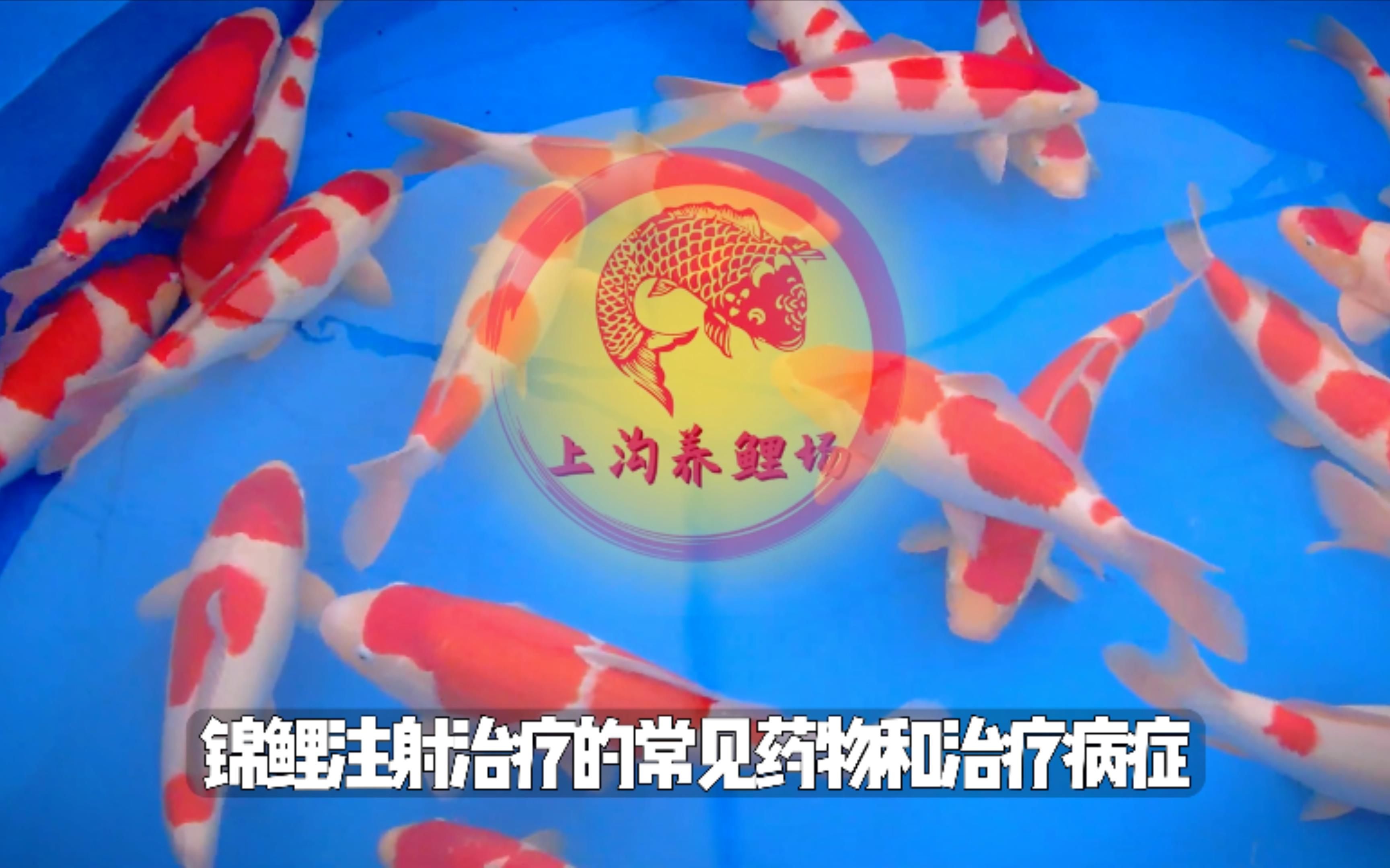 盘点锦鲤出现鱼病时,有哪些药品可以通过注射的方式进行治疗