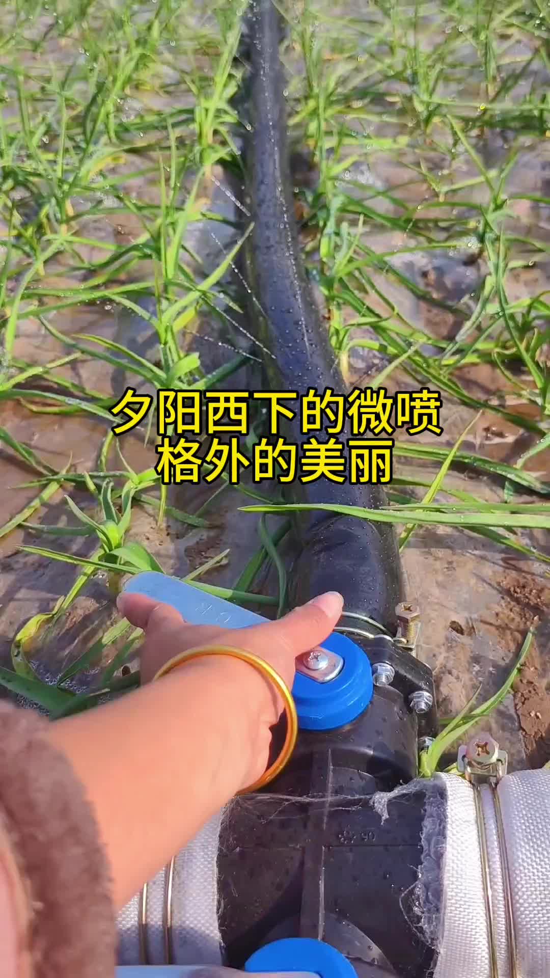 大蒜微喷,2.5寸微喷带,覆盖直径五米,一次可带300米#三农 #农业种植 #...