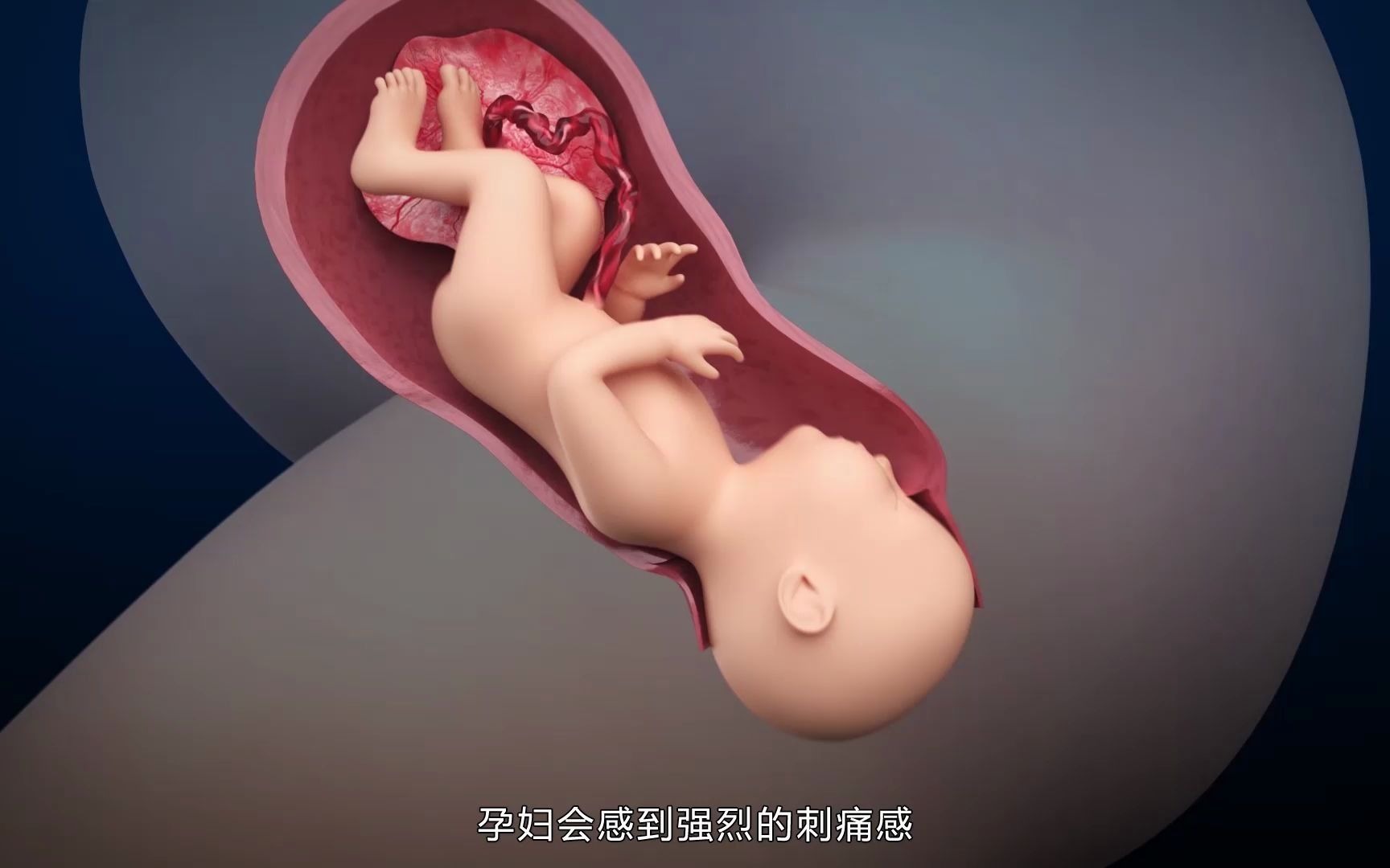 医维度3D人体解剖九大系统之生殖系统