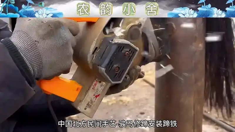 盆大的马蹄,蹄铁磨损锋利容易刮伤骏马,师傅电刨子修剪安装蹄铁